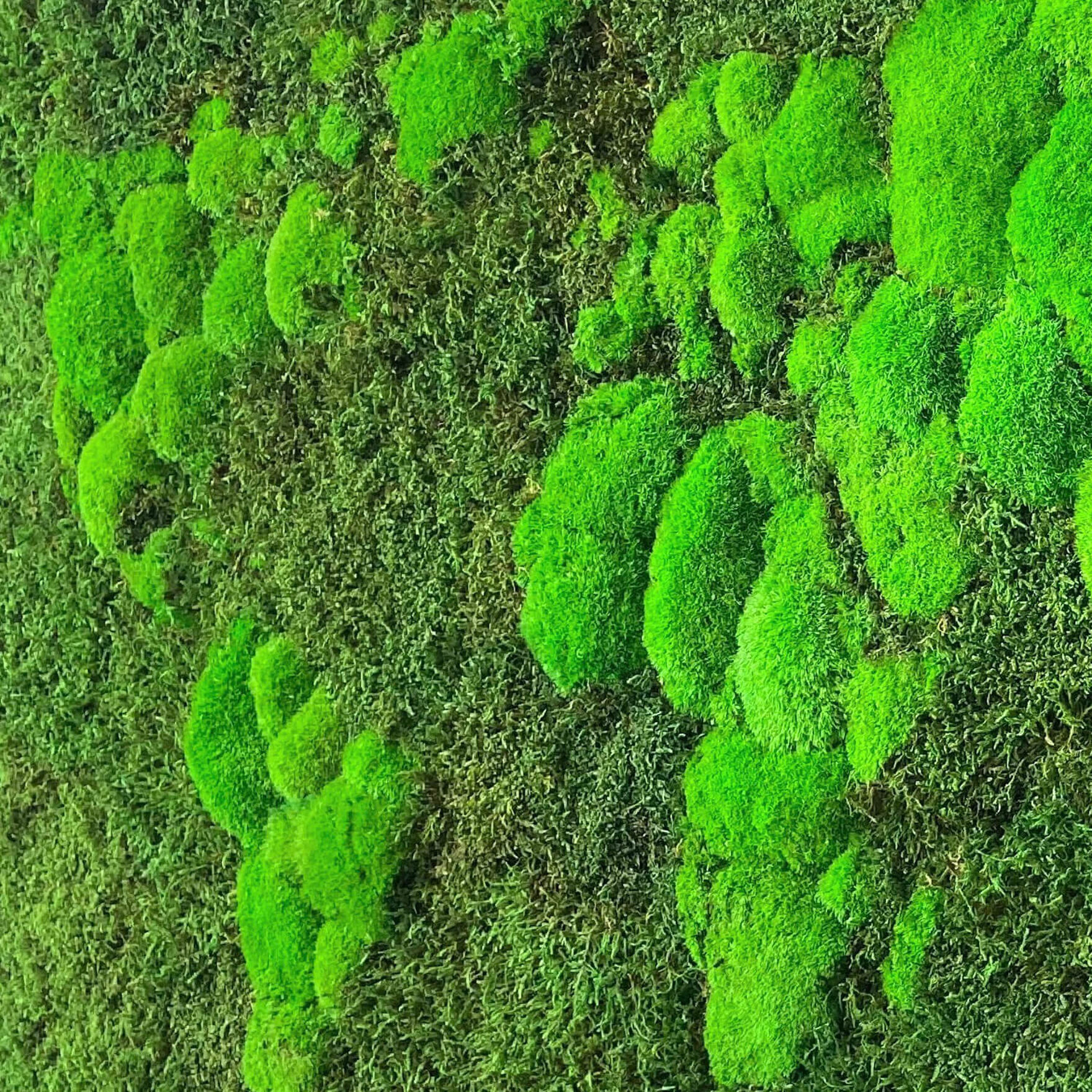 Moss World 3D Map | 68travel